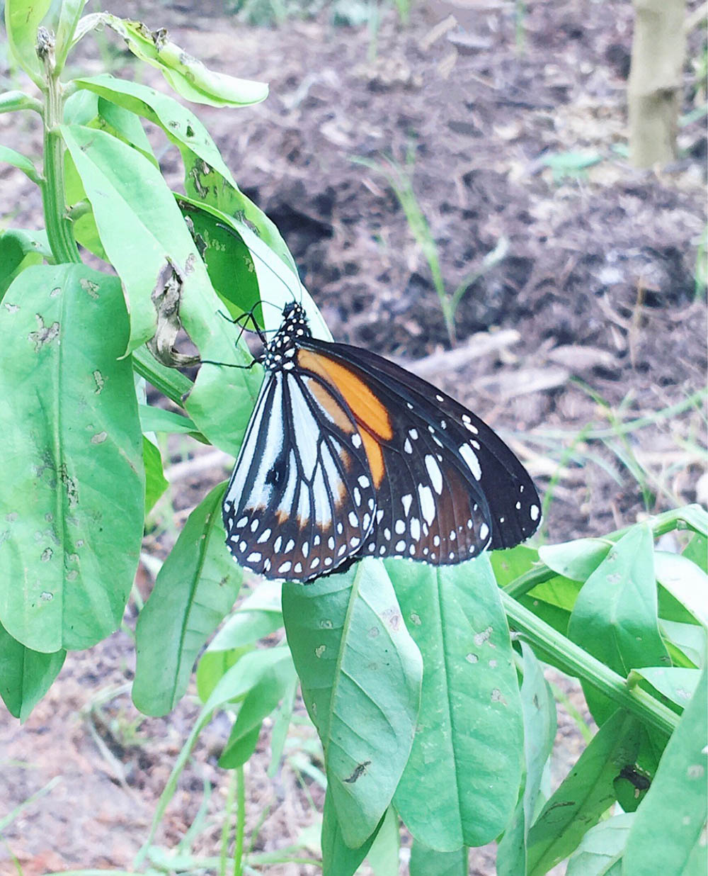 8 Places to Explore in Changi Village